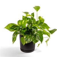 All Fruit Arrangements, Baskets & Bouquets | Edible Arrangements